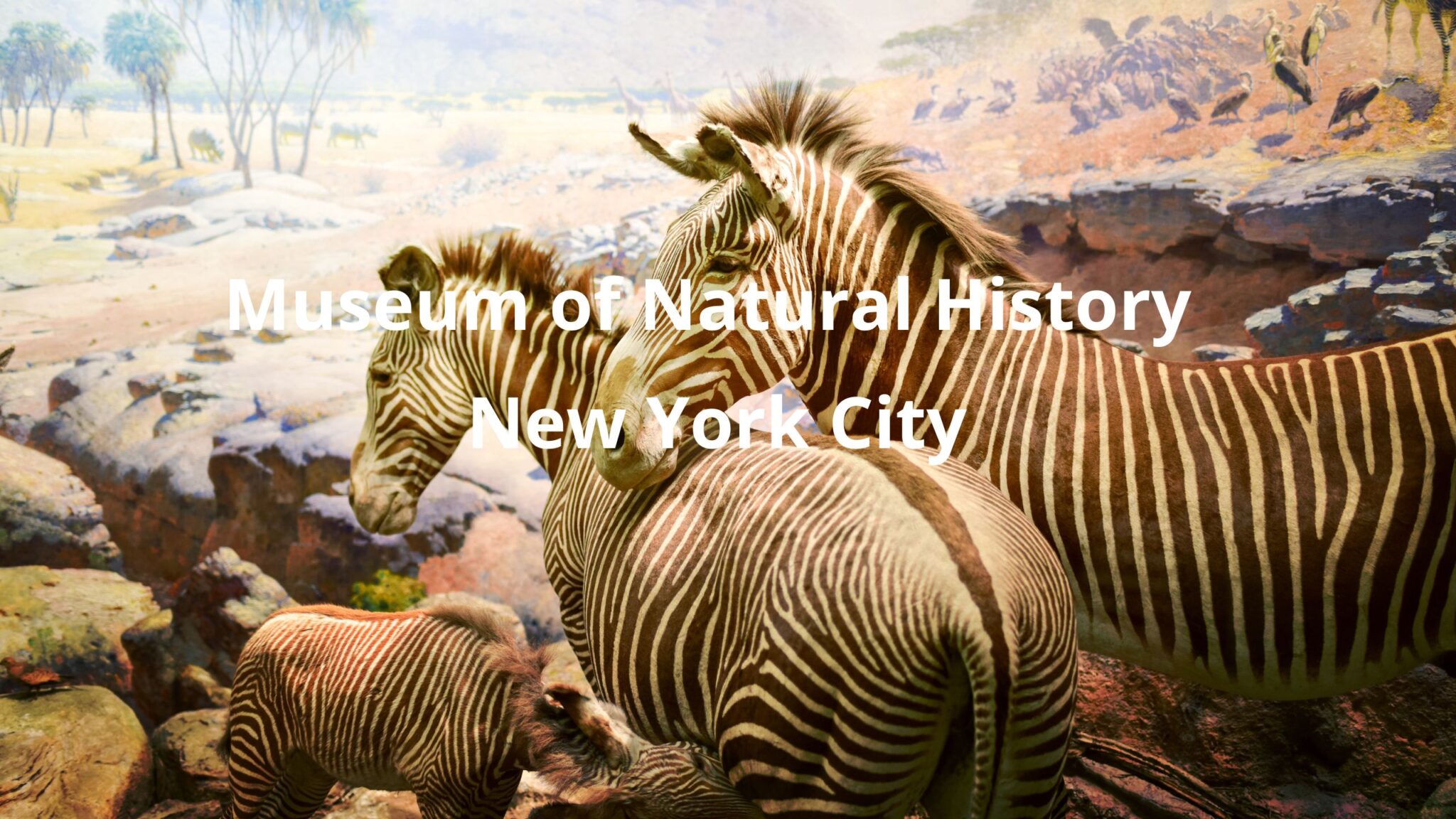 Museum of Natural History NYC: A Comprehensive Guide - Stepwise Wonders ...