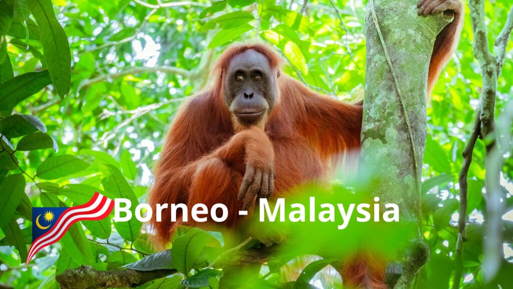 Discover the Wonders of Tours in Borneo, Malaysia - Stepwise Wonders ...